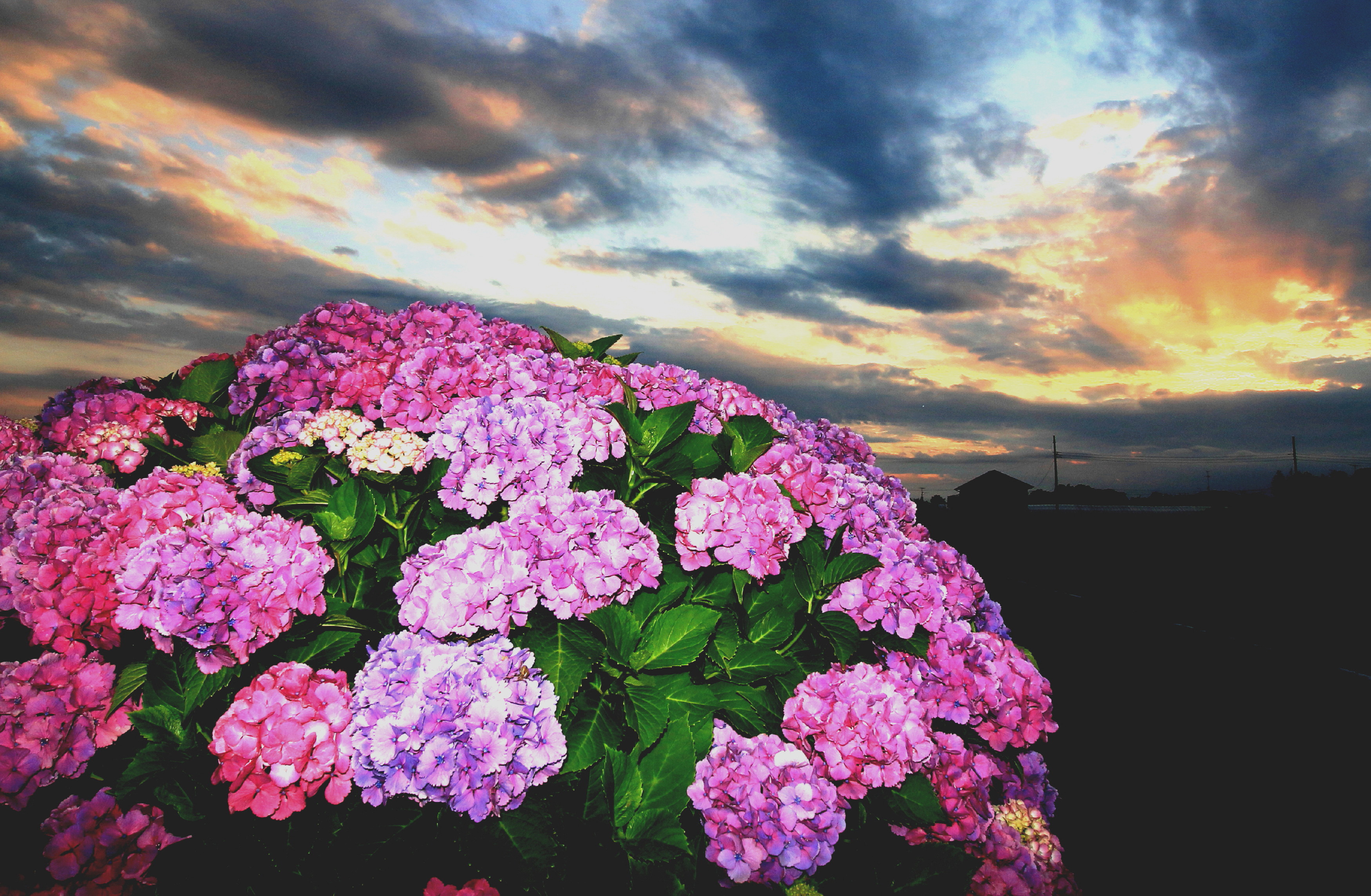 あじさい暮景